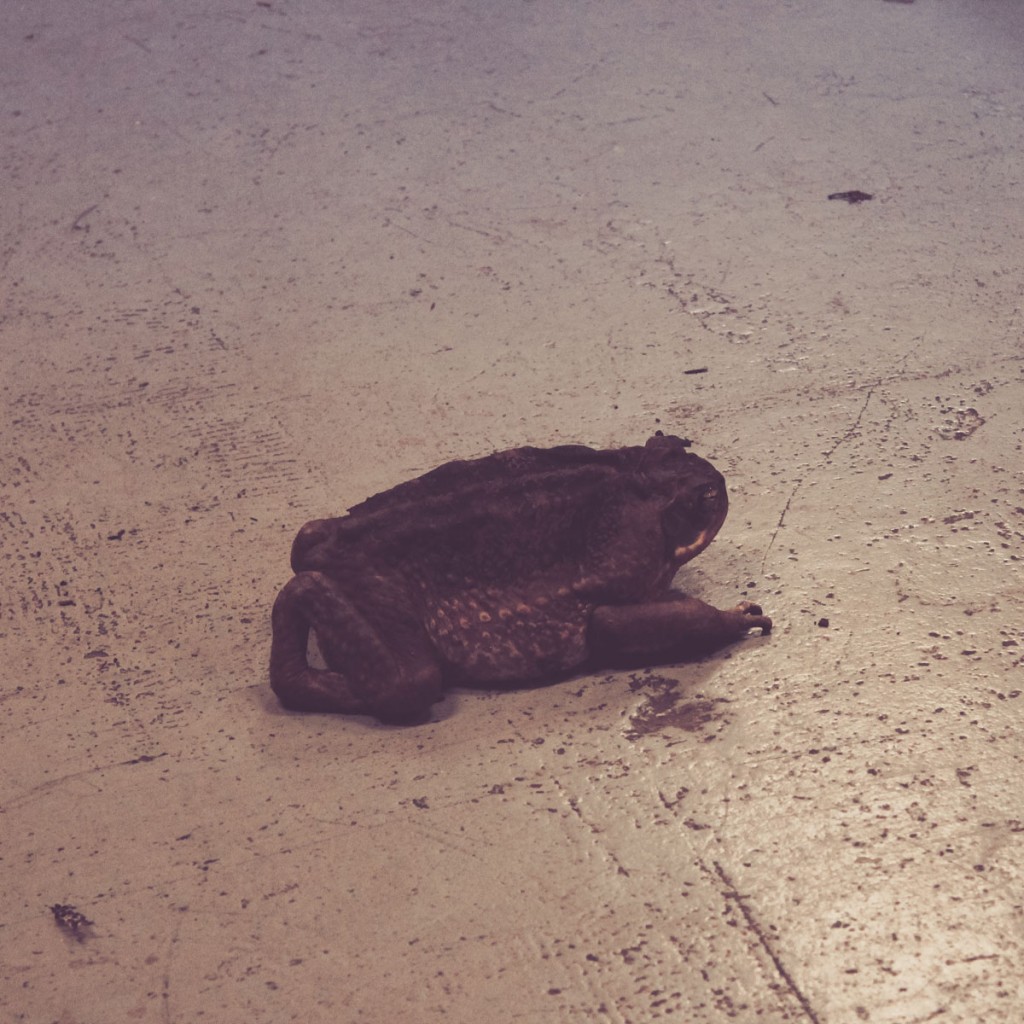 NAC – Little Ray’s Reptile Zoo